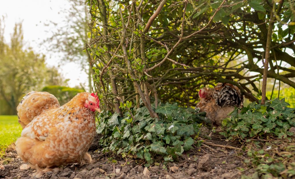 How to Start Raising Chickens: Five Welfare Needs - Backyard Poultry